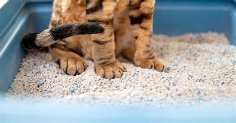 Cat Urinary Blockage Symptoms Treatment Emergency Vet 24 7