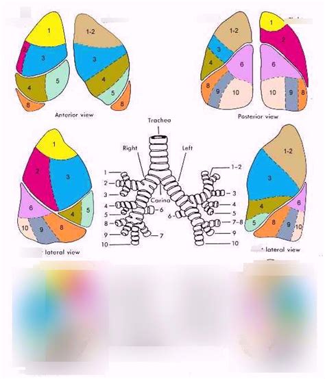 Lung Segments Diagram Quizlet