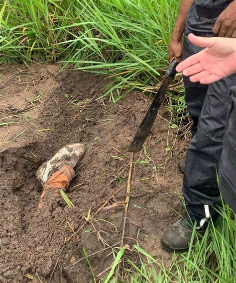 Mistério corpo é encontrado em cova rasa no São Felix II Correio de