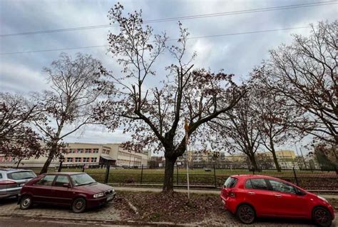 Za przycinkę łódzkich drzew Sozosfera ochrona środowiska