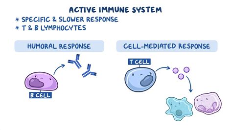 Immune System And Response Natural Defence Cell Mediated