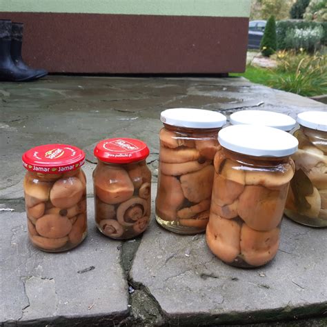Grzyby Marynowane Kamianna OLX Pl