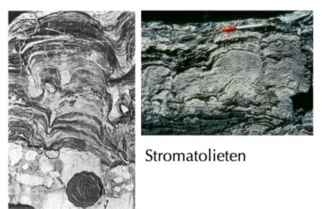 Deel Geologie Flashcards Quizlet