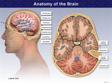 Anatomy Of The Brain Lateral And Axial View Trialquest Inc