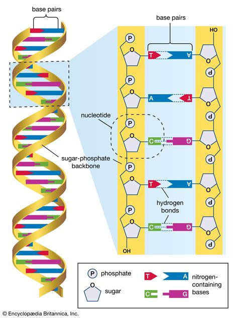 Human Genome Project HGP History Timeline Facts Britannica