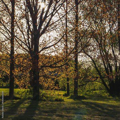 Fototapeta brzoza drzewa pejzaż jesień natura Dekowizja pl