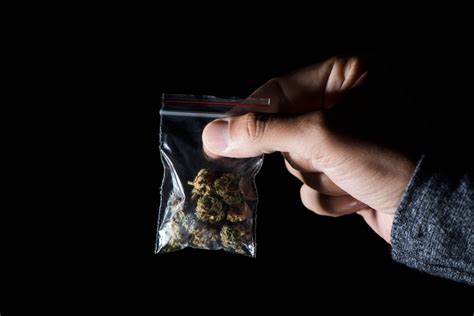 Zwei Drittel der Deutschen für Legalisierung von Cannabis Umfragen