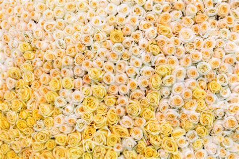 10 Rose Colors And Their Meanings To Help You Pick The Perfect Bloom