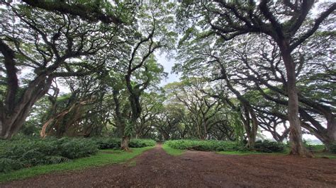 Foto Pesona Hutan Fantasi Di Banyuwangi Bikin Klepek Klepek