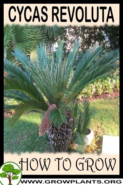 Cycas Revoluta How To Grow Care