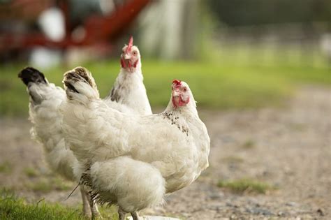 Poules Poussins Gamm Vert Poulets Poulets De Chair Lever Des