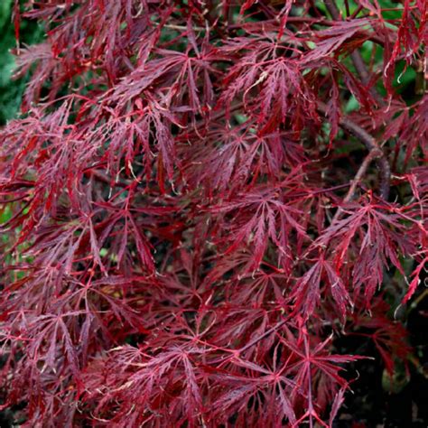 Acer Palmatum Firecracker Dissectum Group Syn Acer Palmatum Var