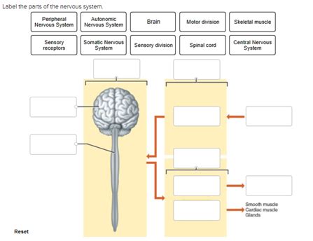 Solved Label The Parts Of The Nervous System Label The Parts Of