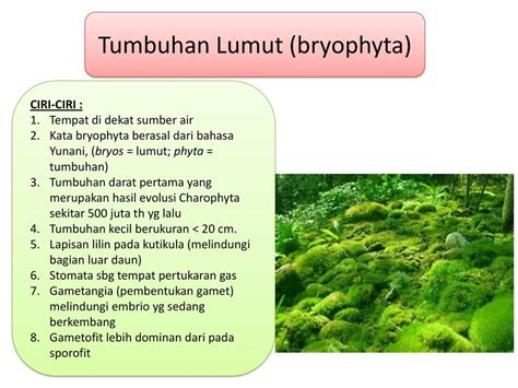 Mengenal Ciri Ciri Tumbuhan Lumut Pada Kingdom Plantae Kumparan The