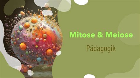 Biologie Mitose Und Meiose Einfach Erkl Rt Definition Phasen