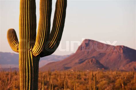 Cactus Stock Image Colourbox