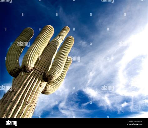 Nubes desierto cactus seco fotografías e imágenes de alta resolución