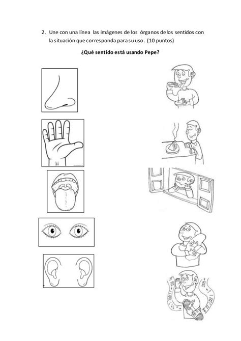 Resultado De Imagen Para Prueba De Los 5 Sentidos Y Sus Partes Y
