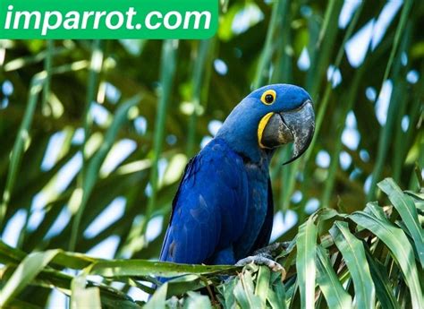 Hyacinth Macaw Lifespan How Long Do Hyacinth Macaws Live Imparrot
