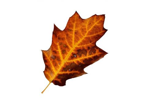 Autocollant Feuilles Automne Le Monde Du Stickers Fr