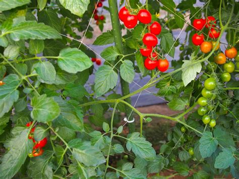 美しいナスとトマトが必見 トキタ種苗オープンデーで見つけた家庭菜園にもおすすめの果菜類 2 2 All About ニュース