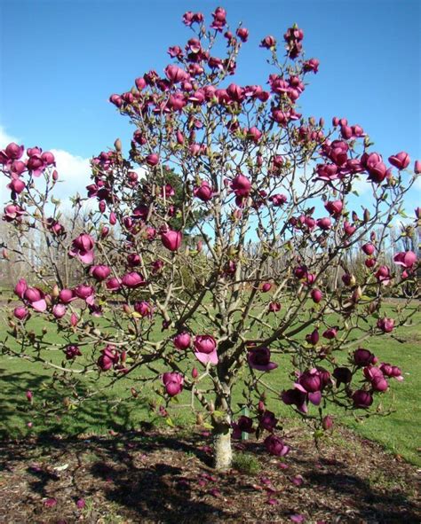 Magnolia Black Tulip Vi Inie Burgundy De V Nzare Copacei Ro