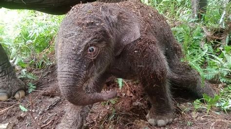 Kelahiran Bayi Gajah Betina Di Taman Nasional Tesso Nilo Begini