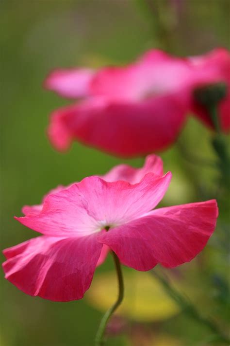 Mohnblume Blumenwiese Sommer Kostenloses Foto Auf Pixabay