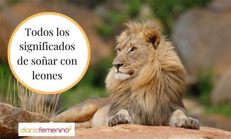Significado bíblico de soñar con leones 13Lunas