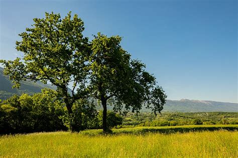 Fotograf A Al Aire Libre Naturaleza Rboles Bosque Paisaje