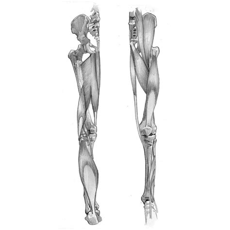 Capa MMII Anatomia Papel E Caneta