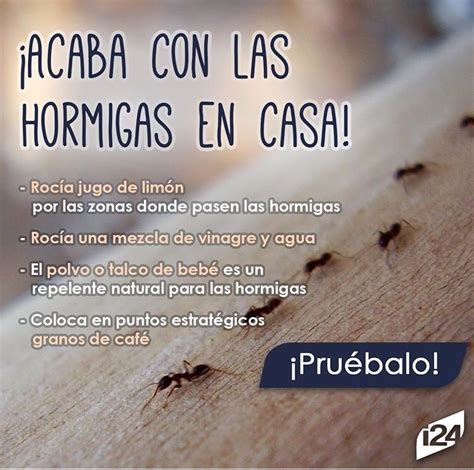 Remedios Caseros Para Combatir Las Hormigas Artofit