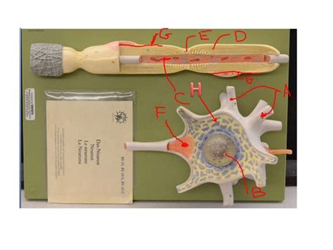 Anatomy Physiology Lab Nervous System I Diagram Quizlet