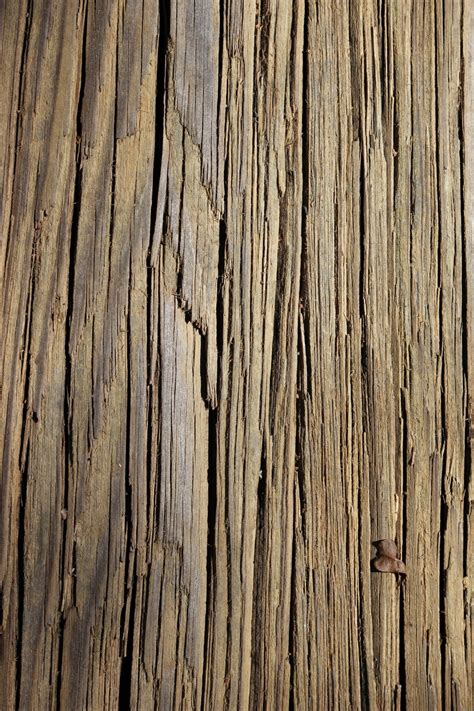 Free Images Tree Nature Branch Texture Plank Leaf Floor Trunk