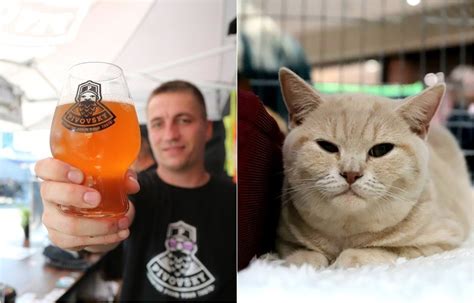Ostatni weekend wakacji we Wrocławiu Wystawa kotów festiwal piwa i