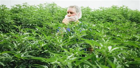 4 20 día internacional de la marihuana la historia detrás de por qué