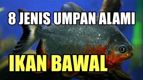 Umpan Jitu Alami Ikan Bawal Mancing Ikan Bawal Youtube