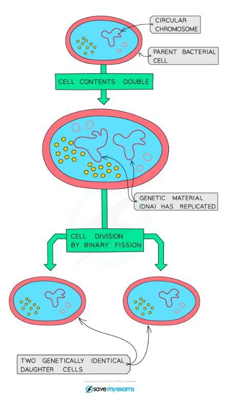 CIE IGCSE Biology 复习笔记16 1 1 Asexual Reproduction