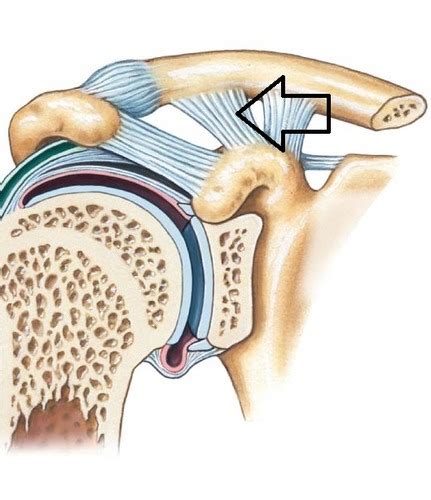 Anatomy And Physiology 1 Joints Flashcards Quizlet