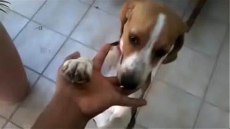 Con Mi Perro Videos Xxx Porno