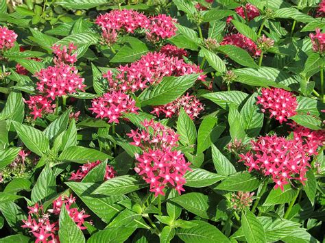 Small Plant With Tiny Pink Flowers Best Flower Site
