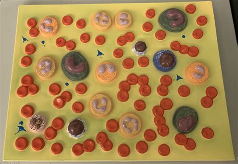 Blood Cells Diagram Diagram Quizlet