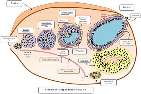 Les cycles sexuels féminin Cycle ovarien Cours