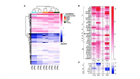A Heat Map Showing The Expression Level Of Genes Using Z Score