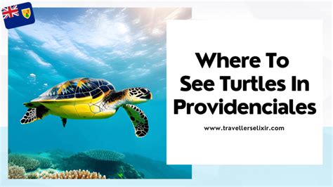 Where To See Turtles In Providenciales Turks Caicos 2024 Guide
