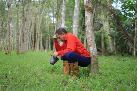 Penetapan Harga Getah Asli Penting Untuk Pekebun Kecil ARBC