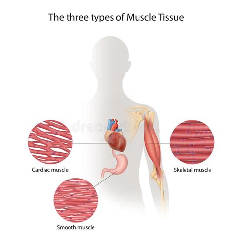 The Three Types Of Muscle Tissue Of Human Body Diagram Stock