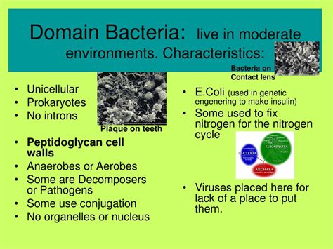 PPT Genetics Of Viruses And Bacteria PowerPoint Presentation Free
