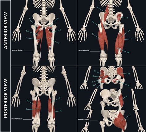 Exam 5 Lower Limb Muscles Hip Thigh Diagram Quizlet