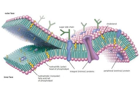 Function Structure And Composition Of The Cell Membrane Cell